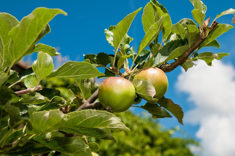 Two apples stock image. Image of tree, agriculture, clouds - 44792807