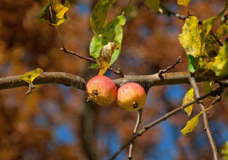 Two apples on a branch stock photo. Image of autumn, apples - 34350892