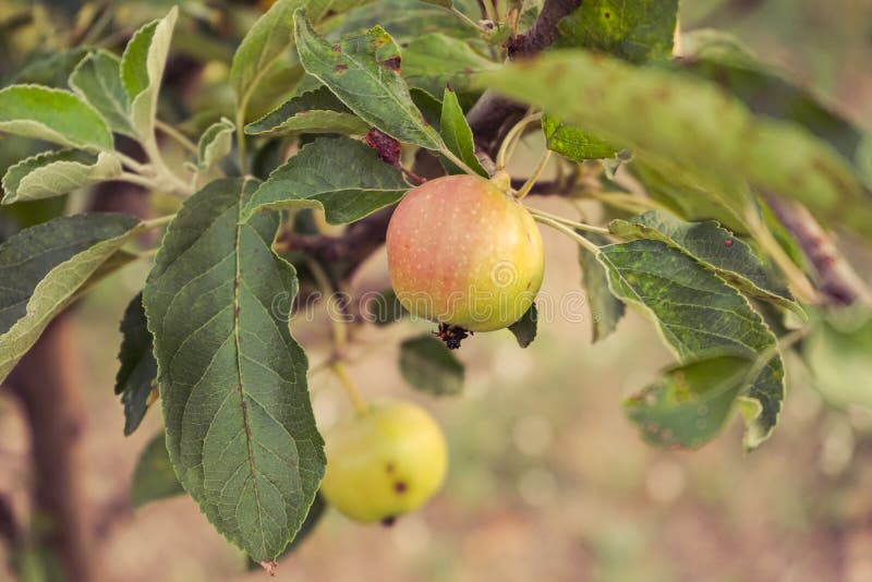 Apple tree with apples stock image. Image of natural - 111717805