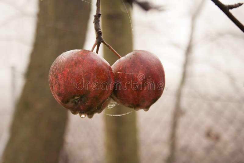 Broken Apple Rotten Apple Stock Photos - Free & Royalty-Free Stock ...
