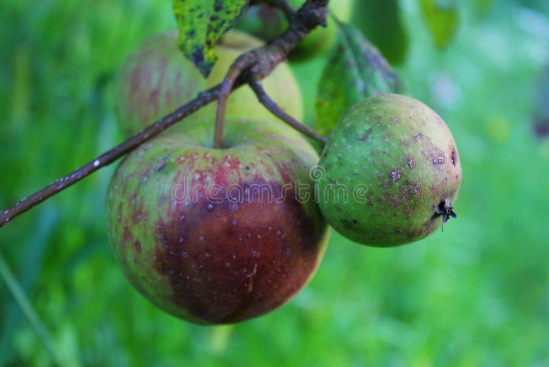 Two Apples Side By Side Where One Is Rotten Stock Image - Image of ...