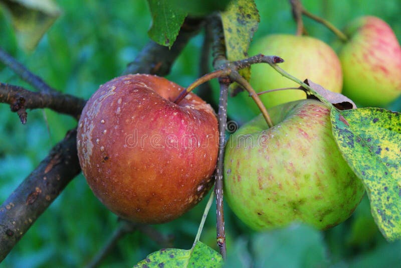 Two Apples Side by Side Where One is Rotten Stock Photo - Image of ...