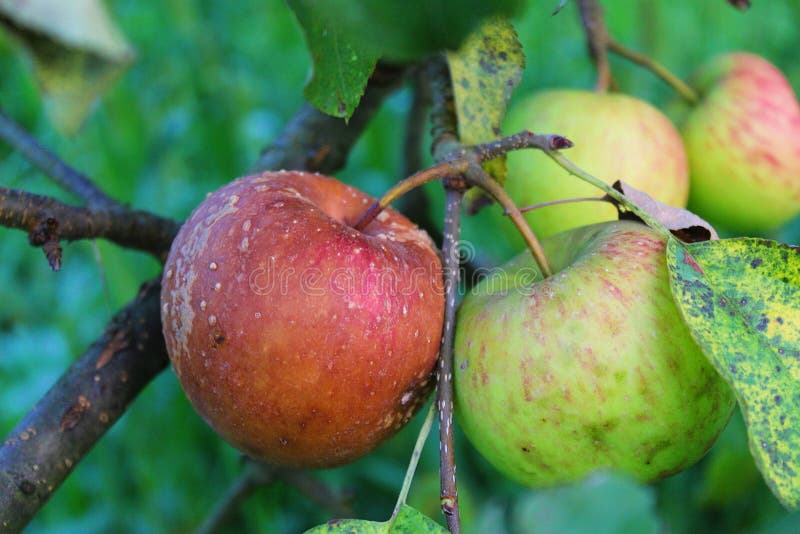 Two Apples Side by Side Where One is Rotten Stock Photo - Image of crop ...