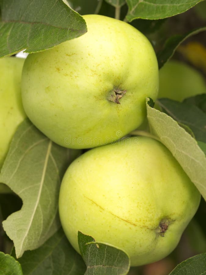 Two apples on tree stock image. Image of branch, refreshment - 7597029