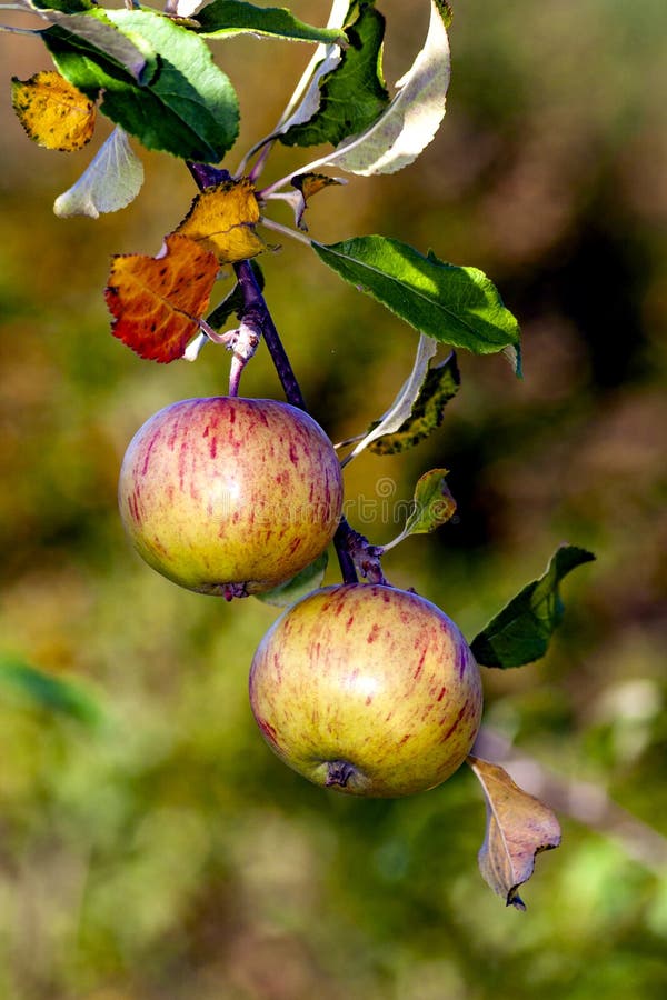 Two Apples on a Tree with Autumn Leaves Stock Photo - Image of ...