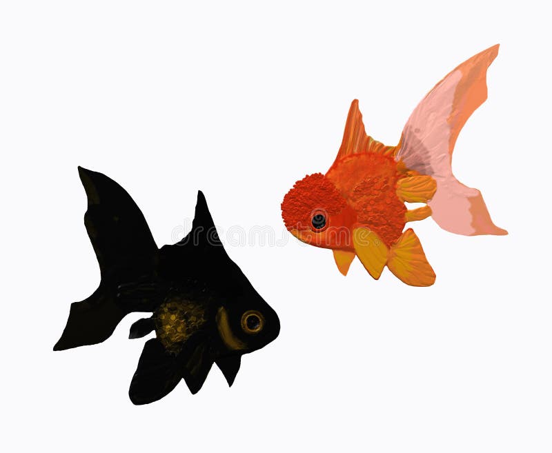 Two aquarium fish stock illustration. Illustration of carp - 39249803