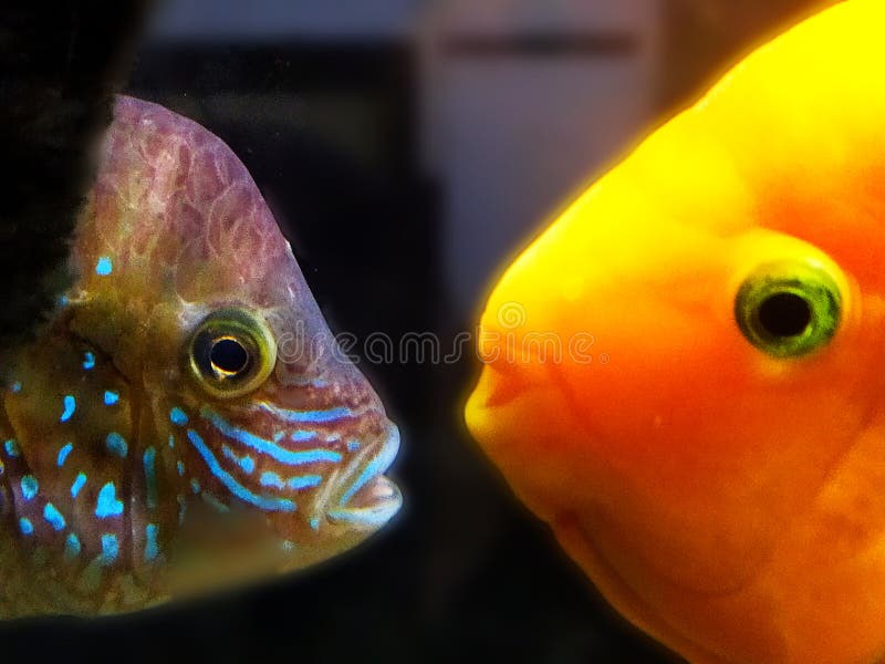 Two Aquarium Fish Met Each Other Stock Image - Image of fish, aquarium ...