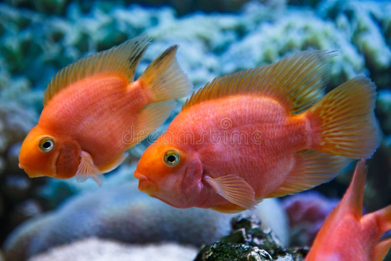Two aquarium fish stock image. Image of fish, colored - 73341269