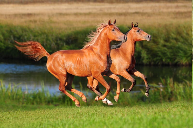 Two arab horses run free stock image. Image of arabian - 24215389