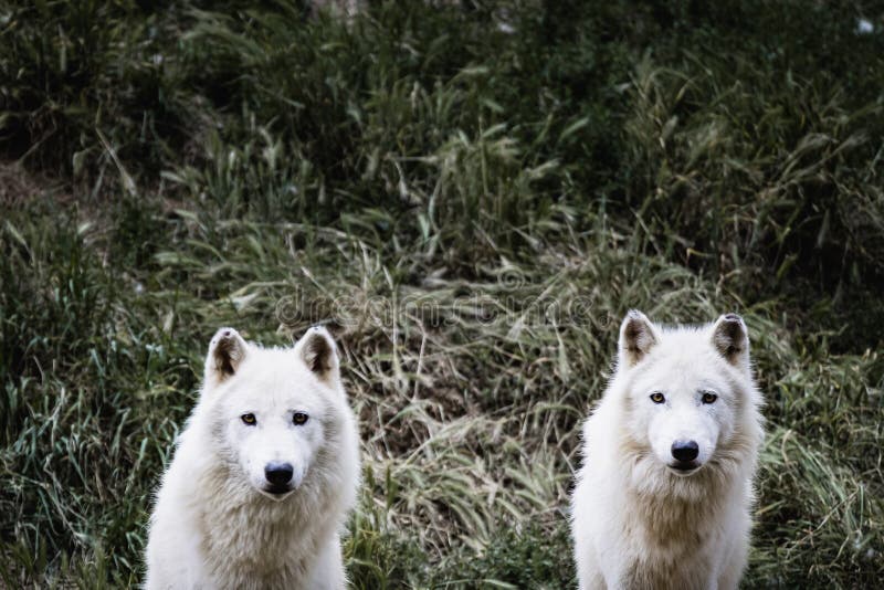 Two arctic white wolves stock photo. Image of arctic - 193204692