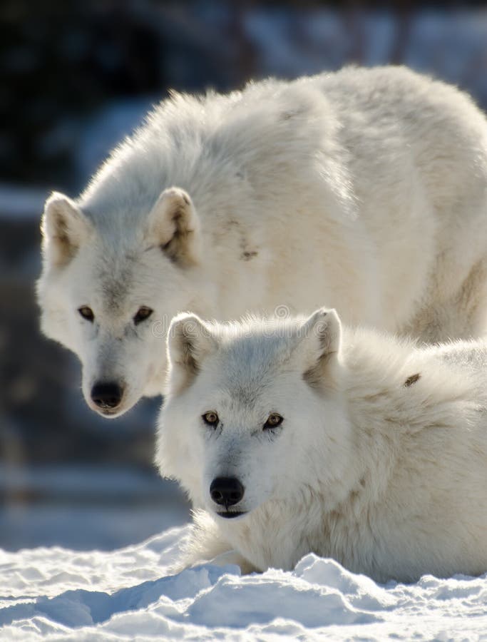Arctic Wolves stock photo. Image of wildlife, wolf, temperatures - 22658074