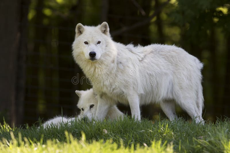 Two Arctic Wolves Canis Lupus Arctos Closeup in Spring in Canada Stock ...