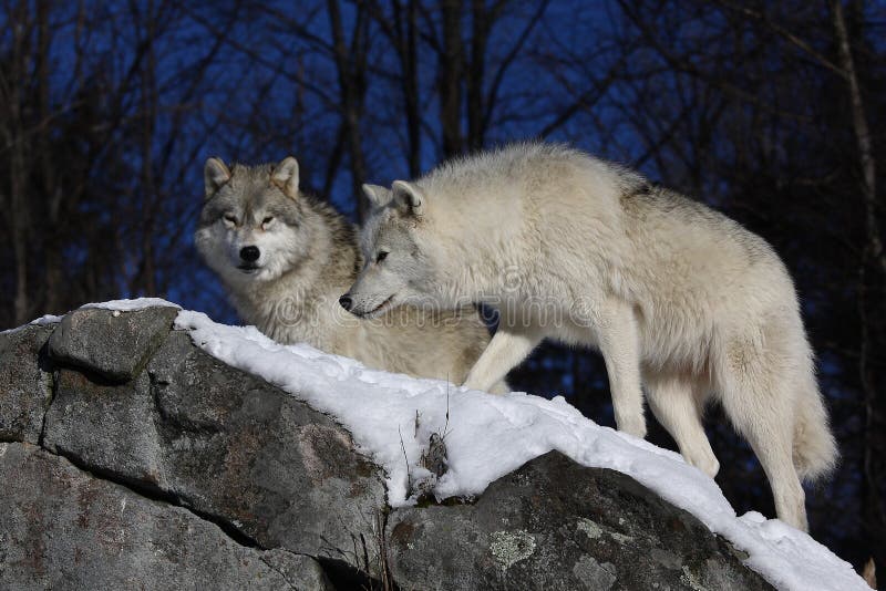 Arctic Wolves Canis Lupus Arctos Standing on a Rocky Cliff in Winter ...