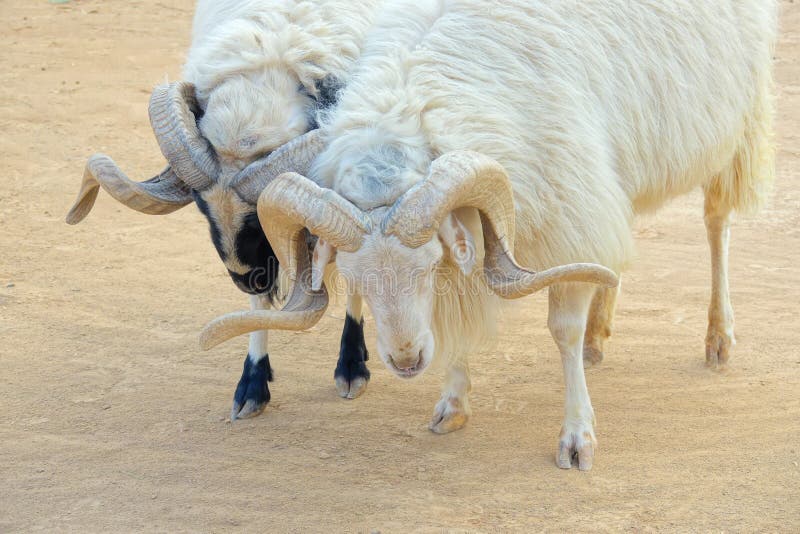 Two argali stock image. Image of mammal, animal, life - 202605673