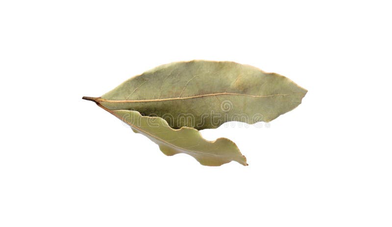 Two Aromatic Bay Leaves on White Background Stock Photo - Image of ...