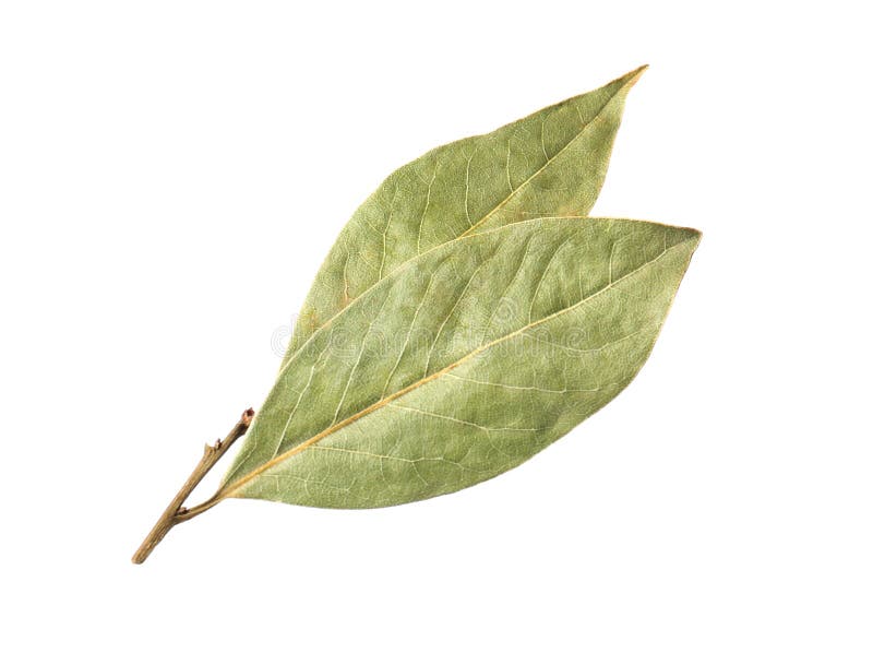 Two Aromatic Bay Leaves on White Background Stock Photo - Image of ...