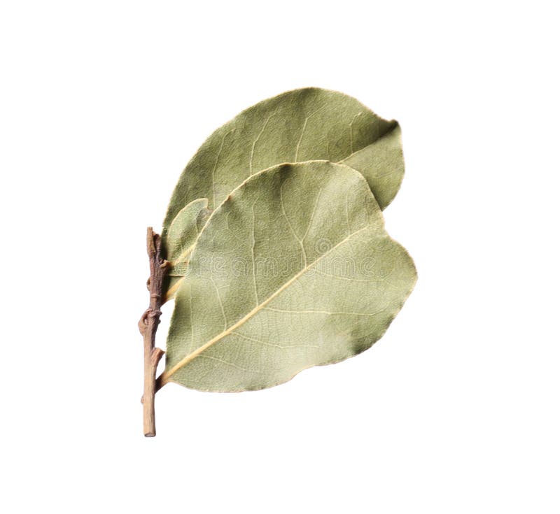 Two Aromatic Bay Leaves on White Background Stock Image - Image of ...
