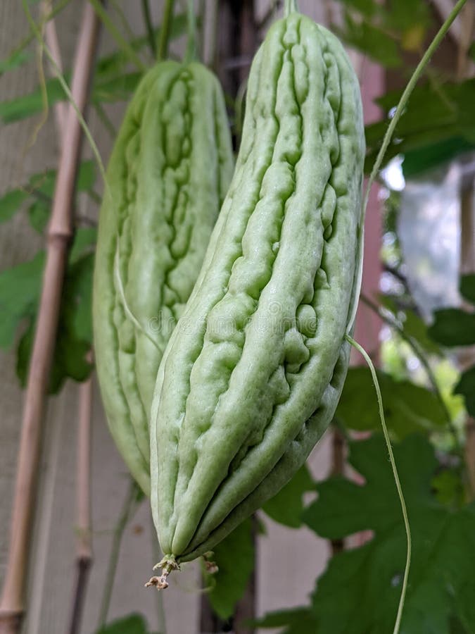 Two Asian Bitter Gourd Fruit Stock Image - Image of flower, green ...