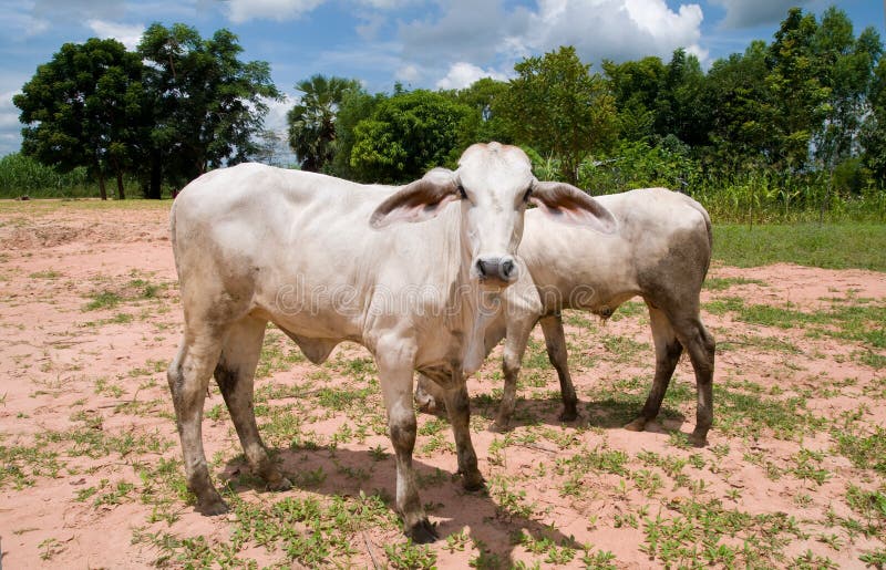 Two Asian Cows in Northeastern Thailand Stock Photo - Image of white ...