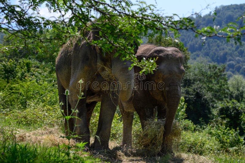 Two Asian Elephants Eating Hay Under Trees Stock Photo - Image of trunk ...