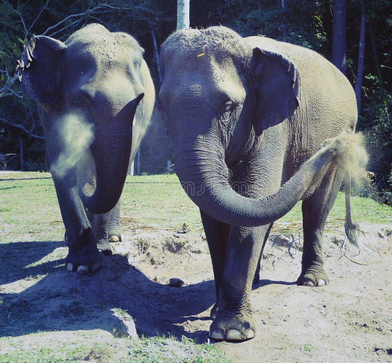 Two happy asian elephants stock image. Image of ecology - 169961141