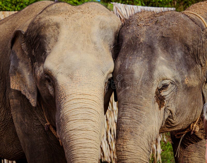 Two Asian Elephants in Phuket, Thailand Stock Image - Image of plant ...