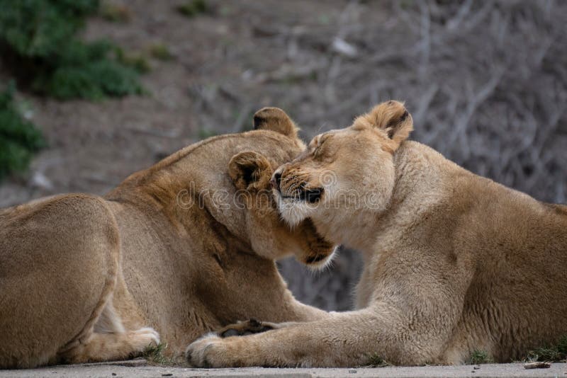 Two Asian Lionesses Being Affectionate Stock Image - Image of beautiful ...