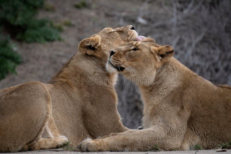 Two Asian Lionesses Being Affectionate Stock Image - Image of beautiful ...
