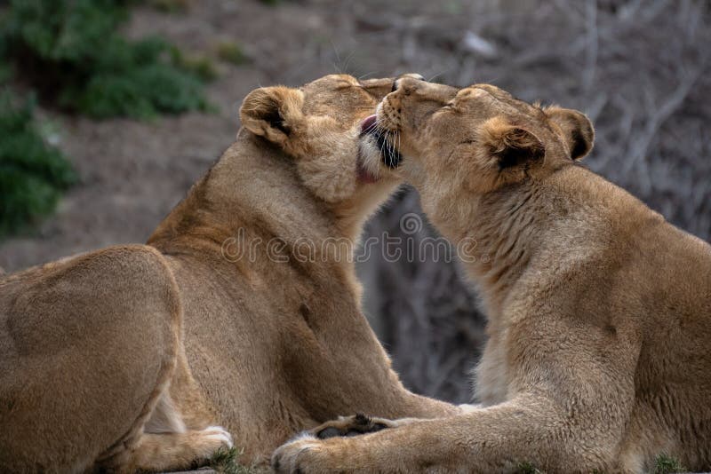 Two Asian Lionesses Being Affectionate Stock Image - Image of beautiful ...