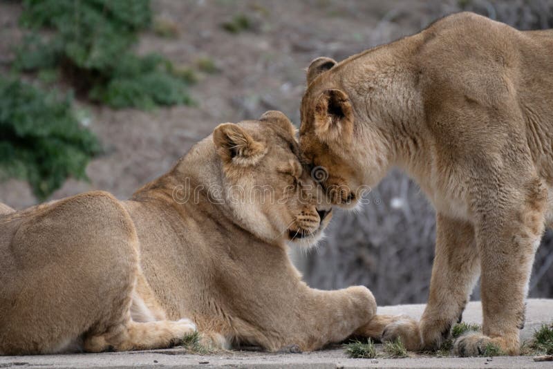 Asian Female Lionesses Stock Photos - Free & Royalty-Free Stock Photos ...