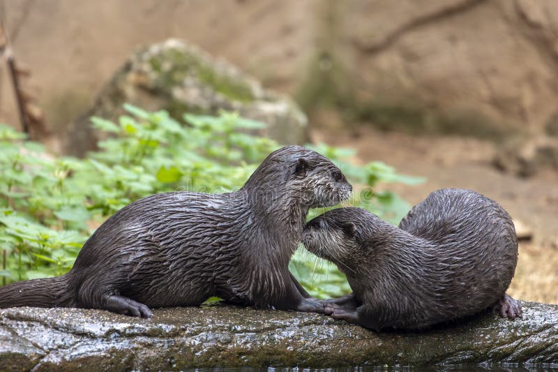 Two Asian Small-clawed Otter (Aonyx Cinereus Stock Photo - Image of ...