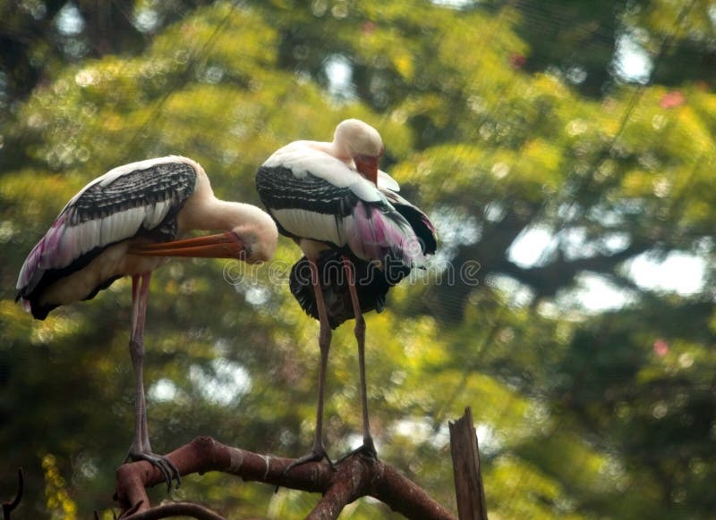Two Asian Storks stock image. Image of premise, storks - 248496289