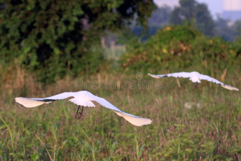 Flying White Crane, Soaring, Green Plants and Searching Catch Stock ...