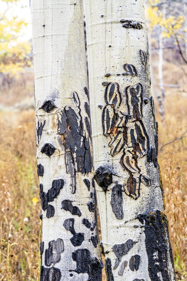 Two Aspens with Interesting Patterns in the Bark Stock Photo - Image of ...