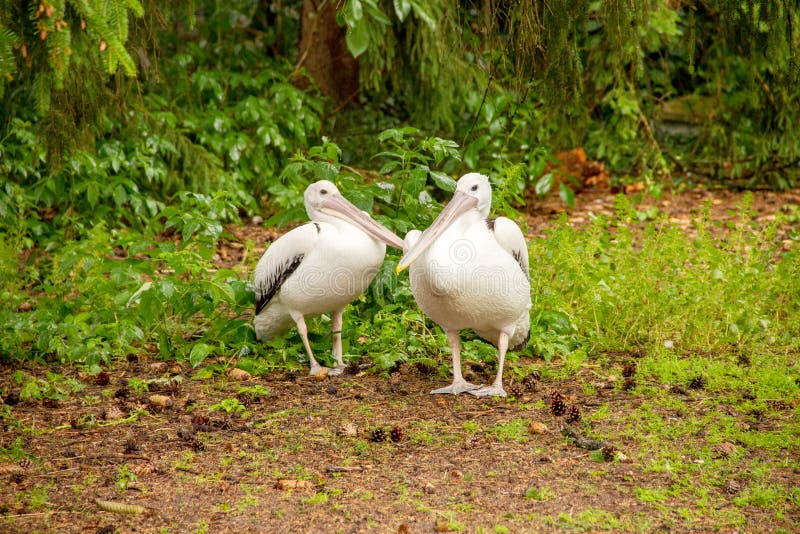 Two Australian Pelicans in Front View, Pelecanus Conspicillatus Stock ...