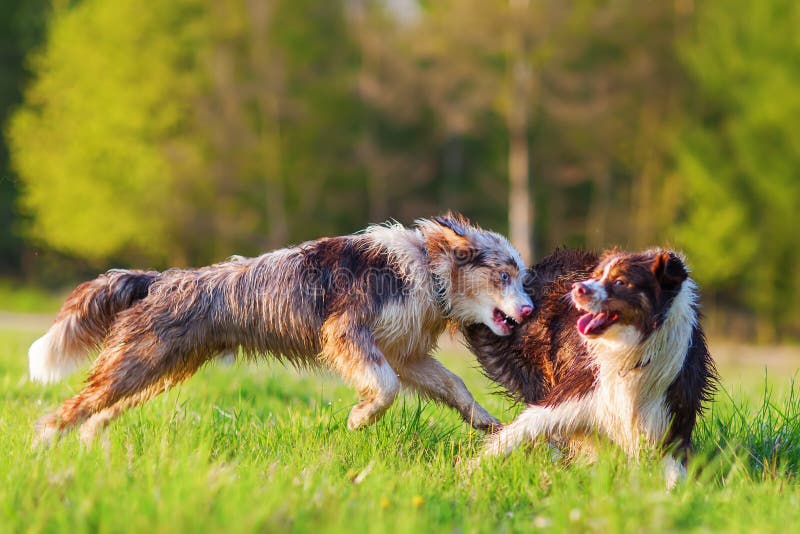 Two Dogs are Fighting Each Other Stock Image - Image of family, life ...