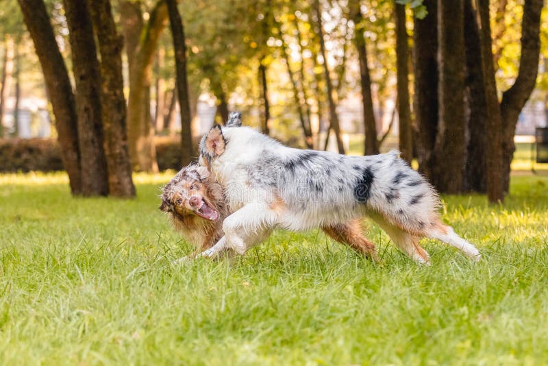 Two Australian Shepherd Dogs Play Fighting on a Green Grass Stock Image ...