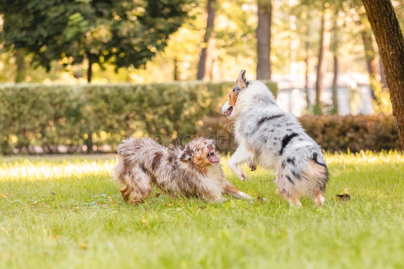 Two Australian Shepherd Dogs Play Fighting on a Green Grass Stock Photo ...