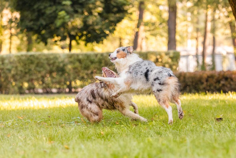 Two Australian Shepherd Dogs Play Fighting on a Green Grass Stock Image ...