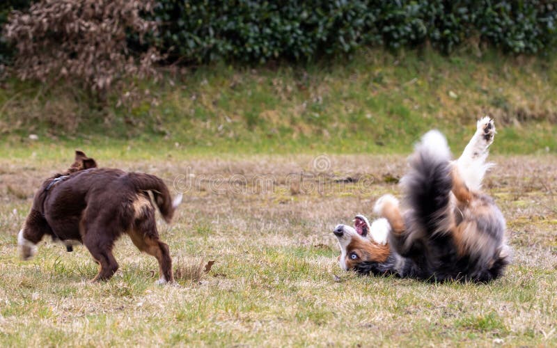 Two Australian Shepherd Dogs Playing in a Grassy Meadow. Stock Image ...