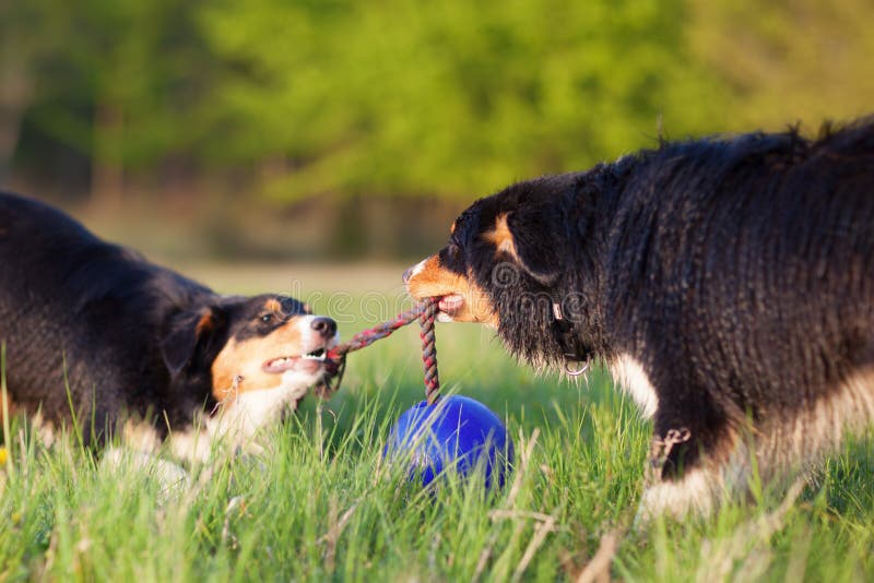 Two Australian Shepherd Dogs Pulling at a Rope Stock Photo - Image of ...