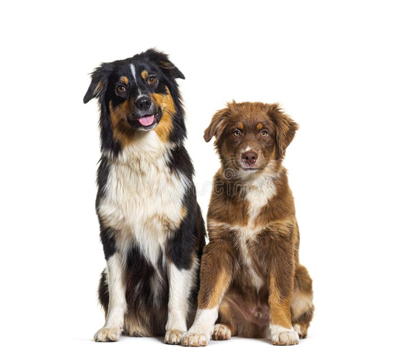 Two Australian Shepherd Dogs Sitting Together Side by Side and Looking ...