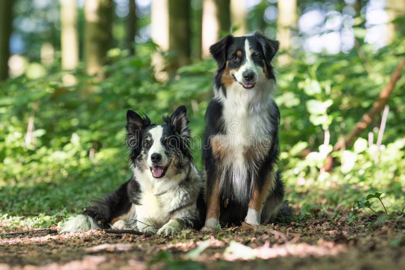 Two Australian Shepherd Dogs Stock Photo - Image of grass, nature ...