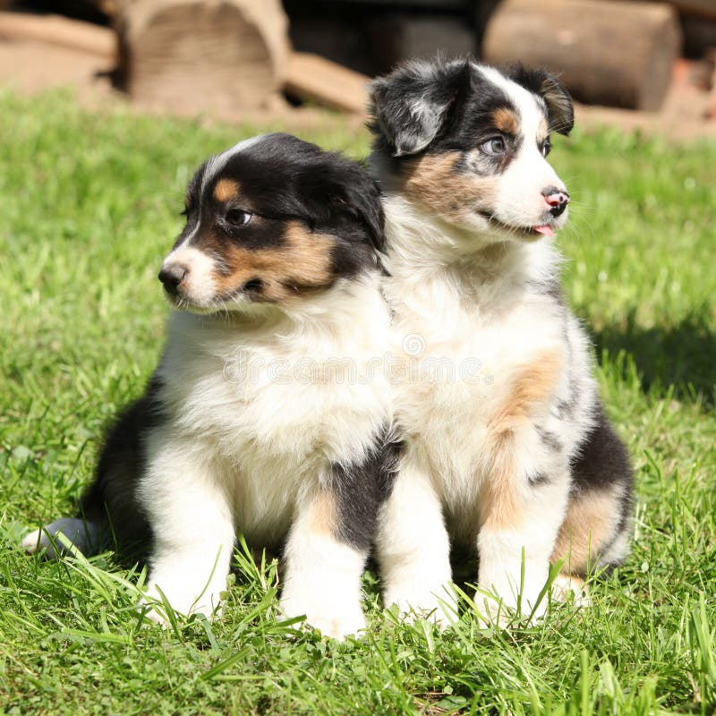 Two Australian Shepherd Puppies Together Stock Image - Image of mammal ...