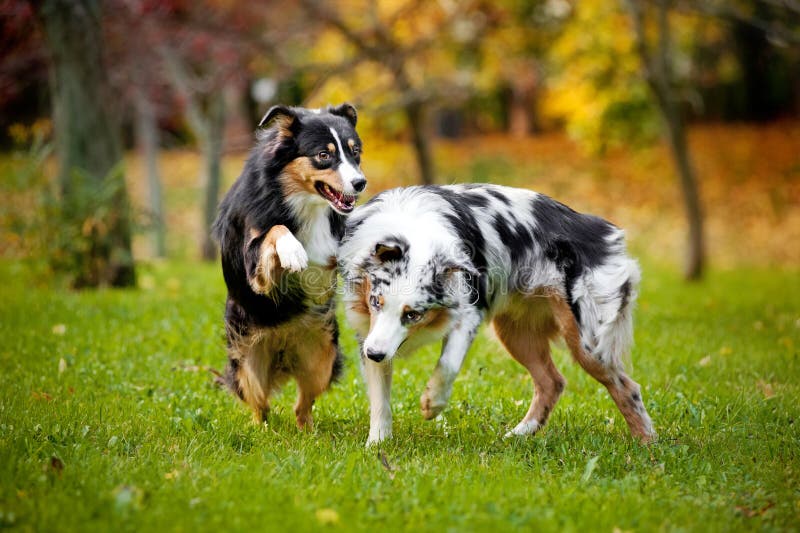 Two Australian Shepherds Play Together Stock Photo - Image of action ...