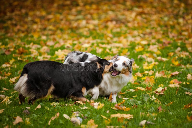 Two Australian Shepherds Play Together Stock Image - Image of puppy ...