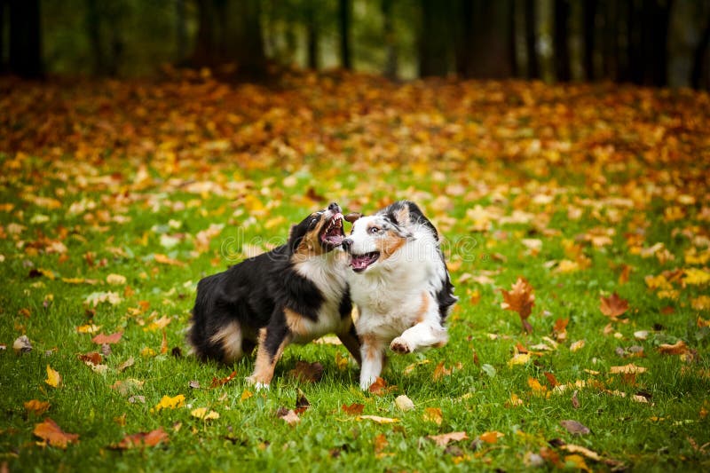 Two Australian Shepherds Play Together Stock Photo - Image of autumn ...