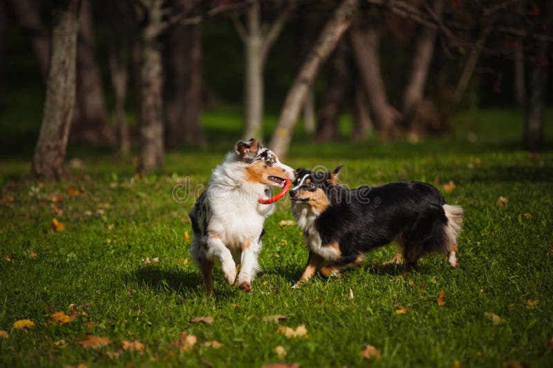 Two Australian Shepherds Play Together Stock Image - Image of happy ...