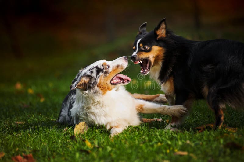 Two Australian Shepherds Play Together Stock Image - Image of puppy ...