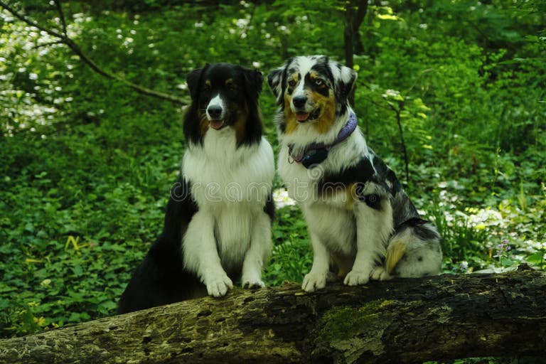Two Australian Shepherds Pose on a Fallen Tree Log in a Green Spring ...